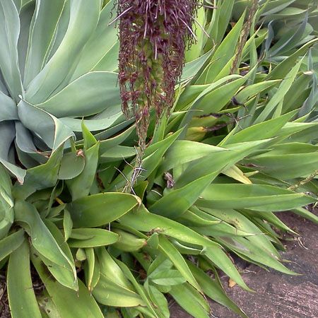 Agave mitis / Plante Succulente - lot de 10 graines - Fleur-des-Tropiques
