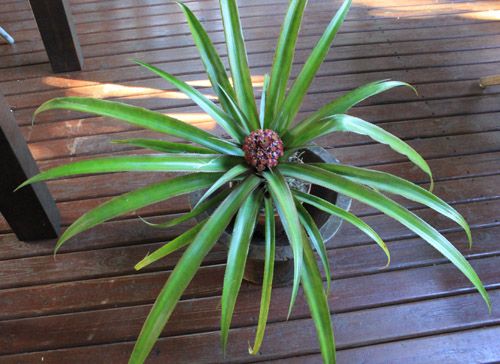 Ananas d'ornement - plant - RARE - Fleur-des-Tropiques