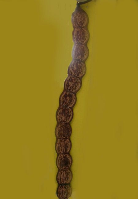 Entada rheedii / Liane geante - Lot de 3 graines - Fleur-des-Tropiques