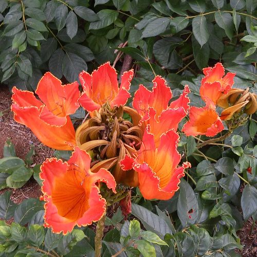 Spathodea campanulata / Tulipier du Gabon - Jeune plant - Fleur-des ...