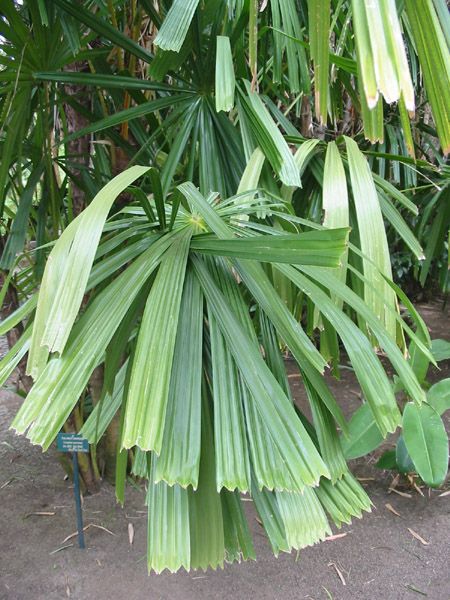 Licuala elegans / Palmier elegant - lot de 10 graines - Fleur-des-Tropiques