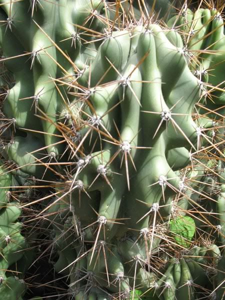 Cereus monstruosus peruvianus / Cactus Monstrueux - lot de 10 graines ...