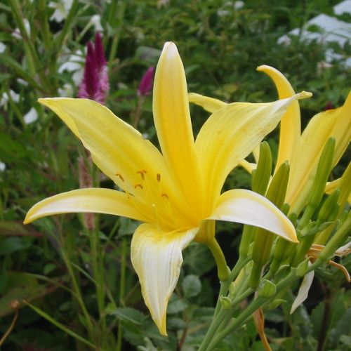 Lilium longiflorum / Lys jaune - lot de 20 graines - Fleur-des-Tropiques