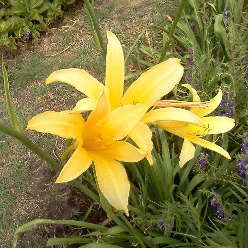 Lilium longiflorum / Lys jaune - lot de 20 graines - Fleur-des-Tropiques